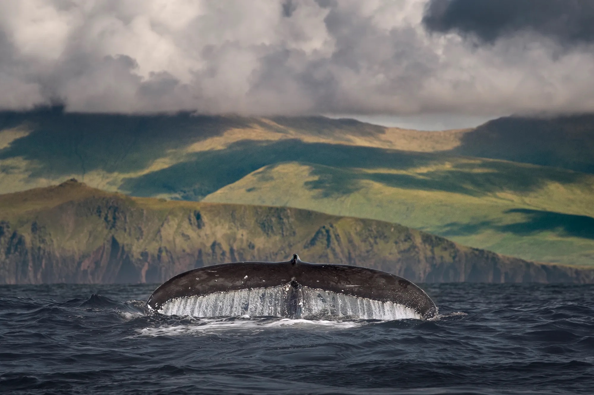 Iceland's 318 Whales in 2026, the Faroes Still Hunting | Caro ...